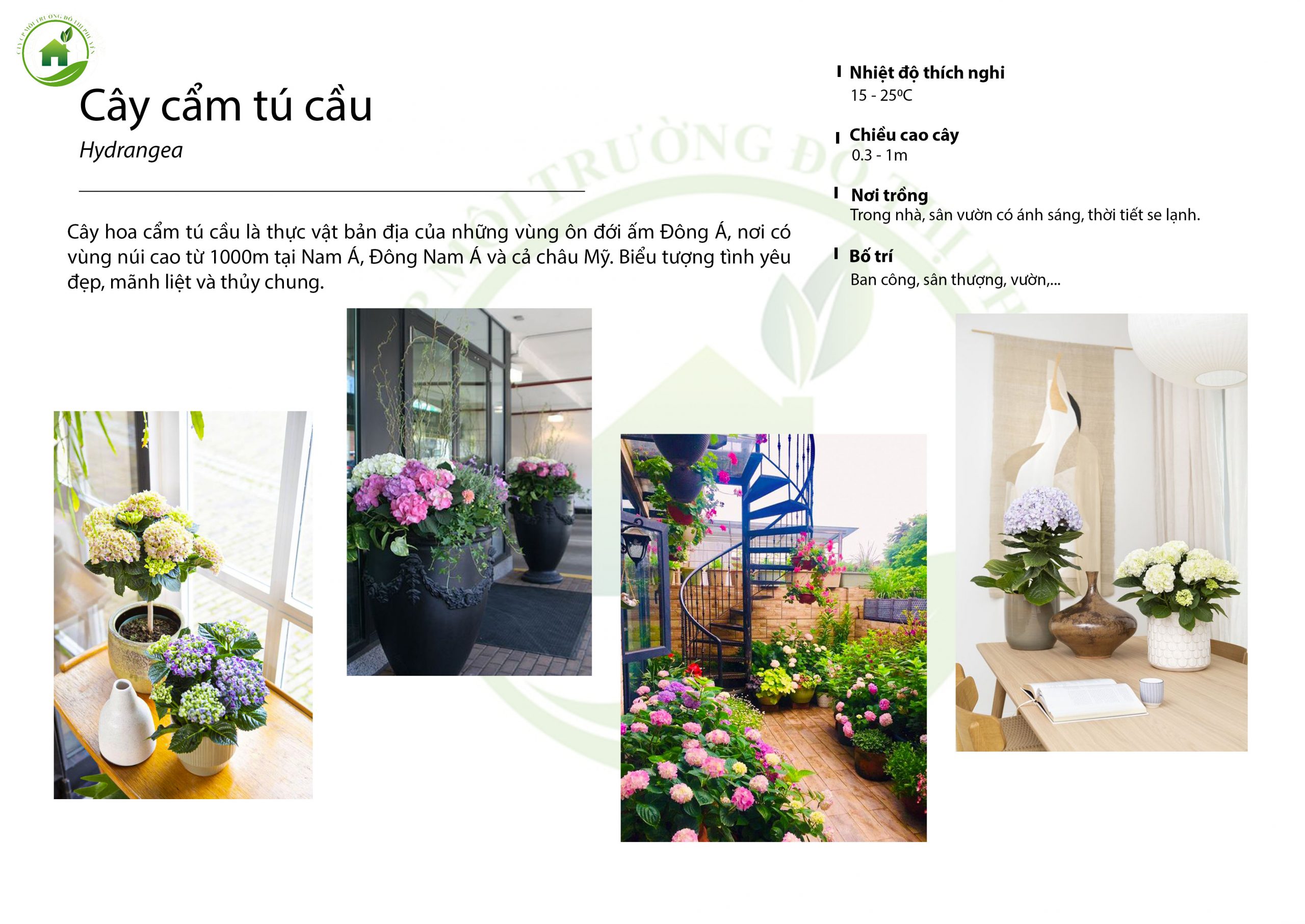 Cây cẩm tú cầu - CÔNG TY CỔ PHẦN MÔI TRƯỜNG ĐÔ THỊ PHÚ YÊN
